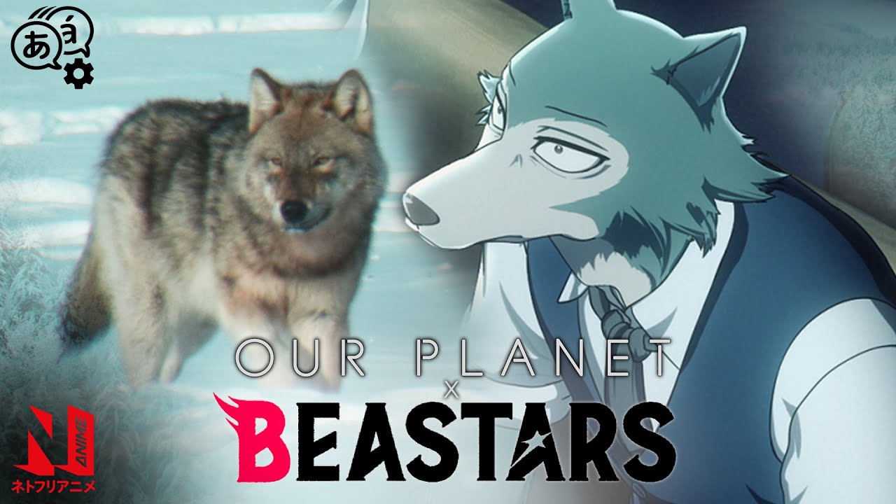 BEASTARS x Our Planet: The Gray Wolf | Anime Meets Live-Action ...