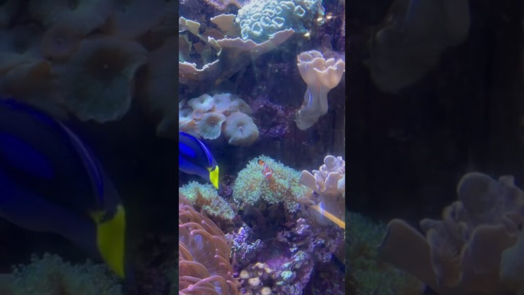 Finding Nemo- Escape from The Fish Tank/ Darla Scene (Japanese) - MAG.MOE