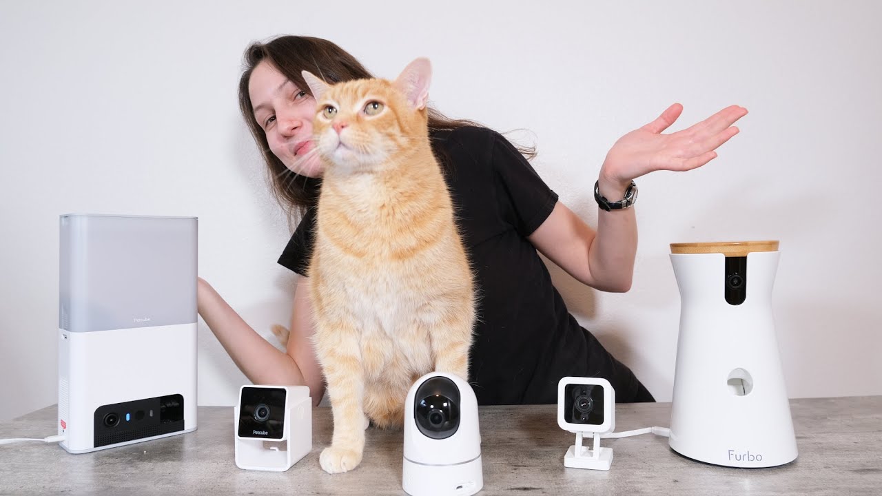 The Top 5 Best Cat Cameras: Are Pet Cams Worth It? - MAG.MOE