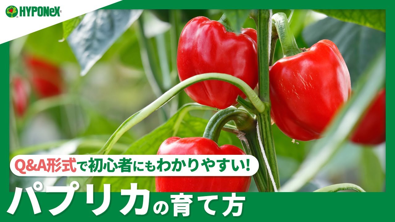☘189：パプリカの育て方｜美味しく収穫するためのコツは？水やりや肥料などの管理方法もご紹介 - MAG.MOE