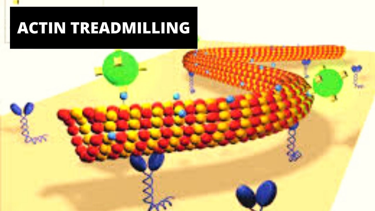 Actin Treadmilling. Assembly of Actin. - MAG.MOE
