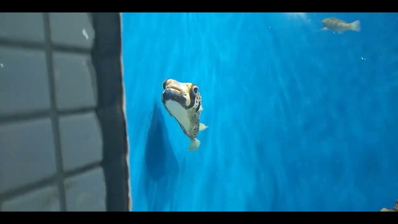 JAPAN TOKYO KASAI Aquarium 「black-blotched porcupinefish」#japantravel # ...