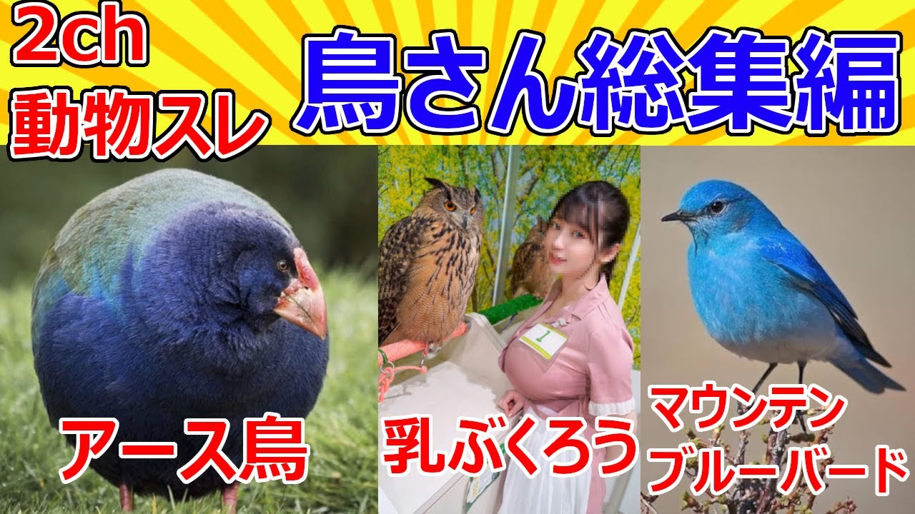 【2ch動物スレ】鳥さん総集編 - MAG.MOE